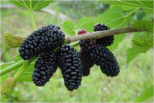 Saiba o que as cores das frutas significam – Fatos Desconhecidos