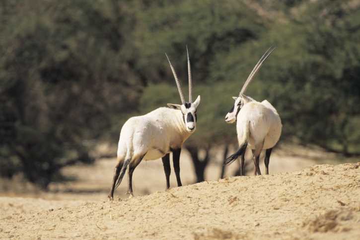 Os 6 animais mais raros do planeta – Fatos Desconhecidos
