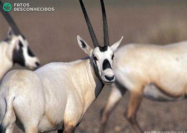 Conheça 9 dos animais mais raros da Terra – Fatos Desconhecidos