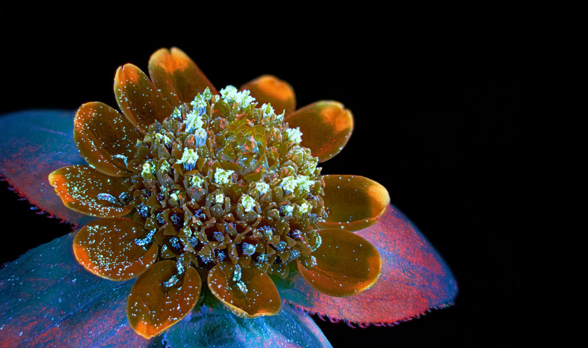 10 melhores fotos microscópicas feitas em 2014 – Fatos Desconhecidos