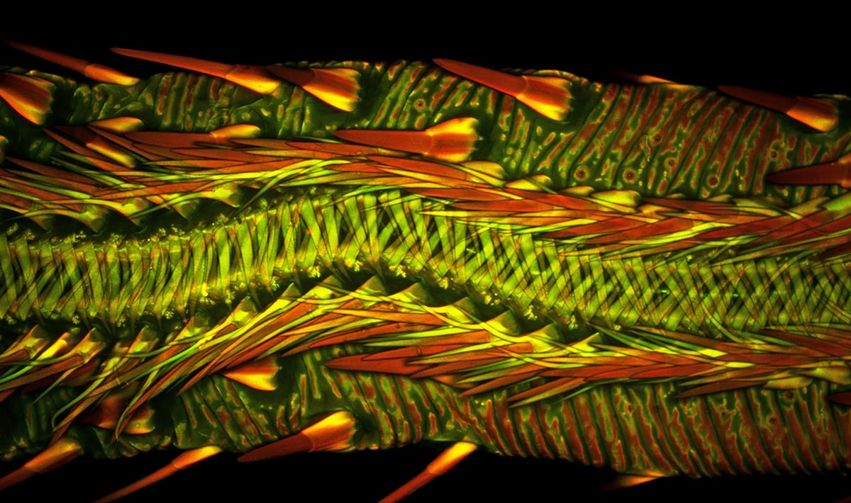 10 melhores fotos microscópicas feitas em 2014 – Fatos Desconhecidos