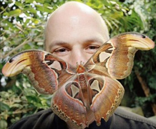 Veja quais são os 5 maiores invertebrados do planeta Veja quais são os 5 maiores invertebrados do planeta