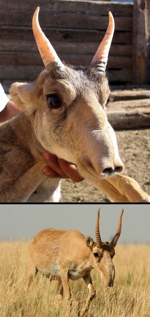 21 animais raros que você nunca viu antes – Fatos Desconhecidos