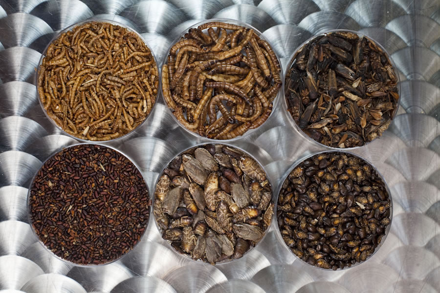 Será que um dia vamos comer insetos? Brasil prepara criadouros para a ...