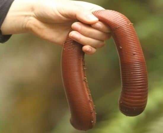 5 curiosidades que talvez você não saiba sobre as minhocas – Fatos ...