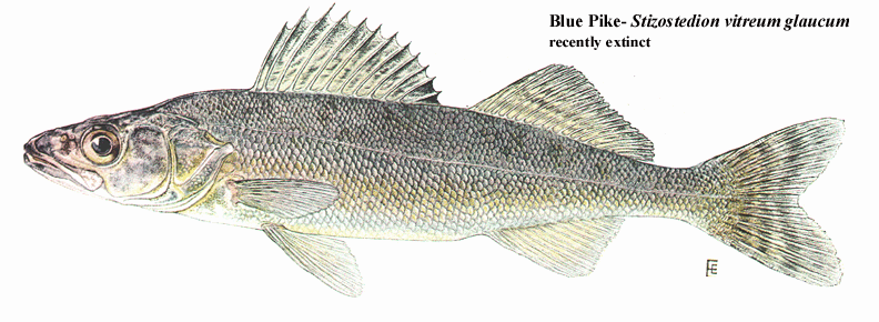 As 5 maiores extinções causadas pelo homem – Fatos Desconhecidos