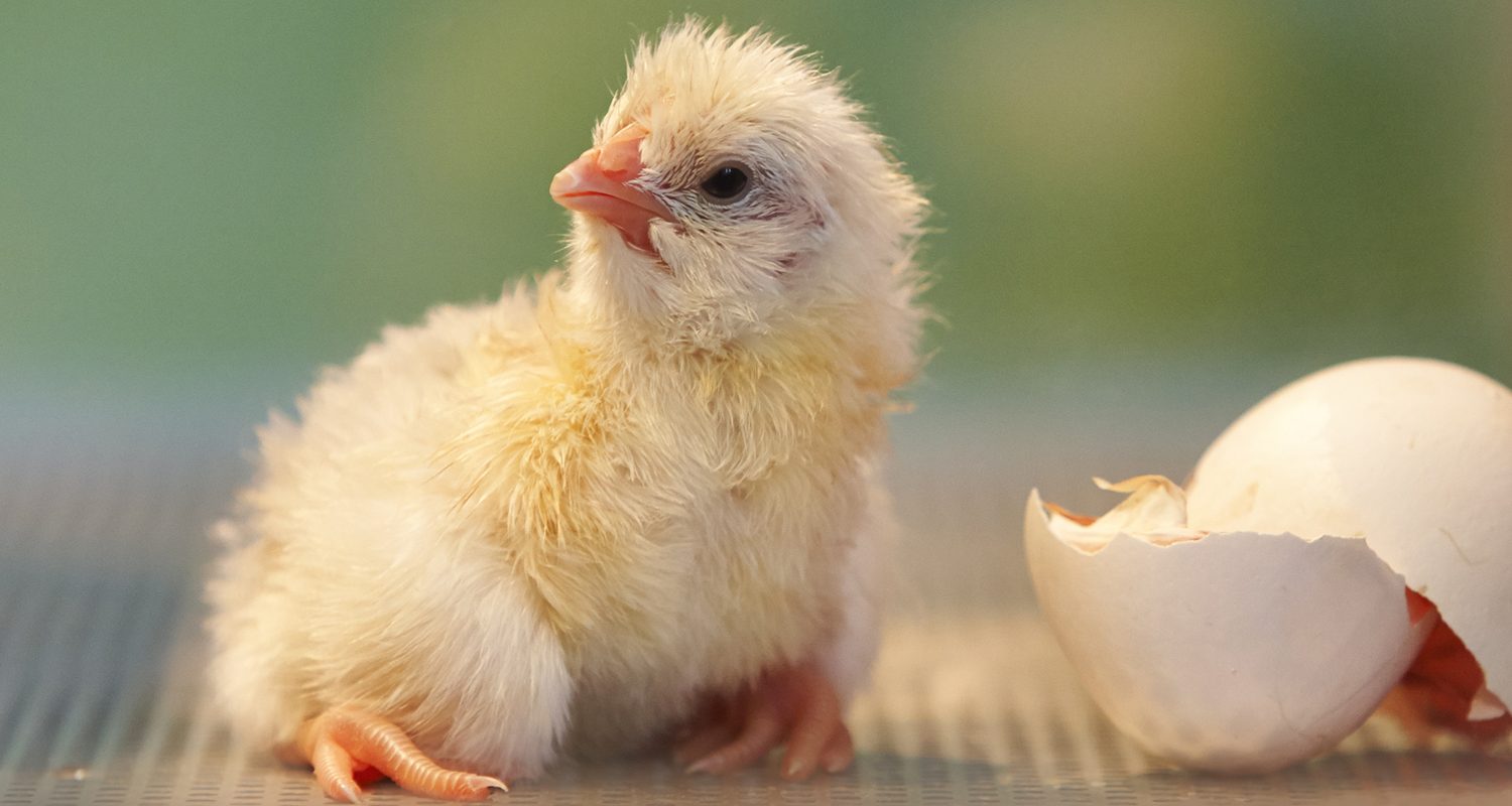 Você sabe identificar o sexo desse pintinho? Descubra quanto pode ...