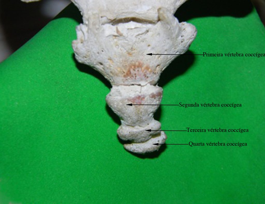8 partes do seu corpo que foram 'esquecidas' pela evolução – Fatos ...