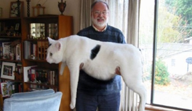 12 imagens completamente falsas em que você acreditou – Fatos Desconhecidos