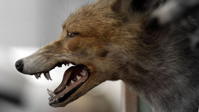 7 coisas que você não sabia sobre o chupa-cabra – Fatos Desconhecidos