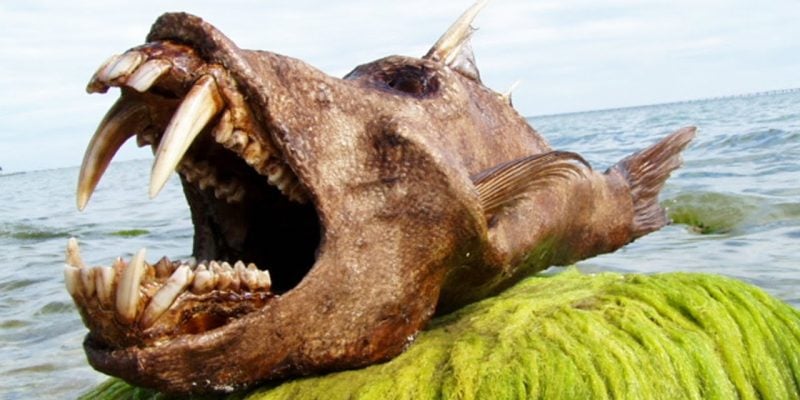 8 criaturas horríveis que vivem no oceano e te deixarão com fobia d ...