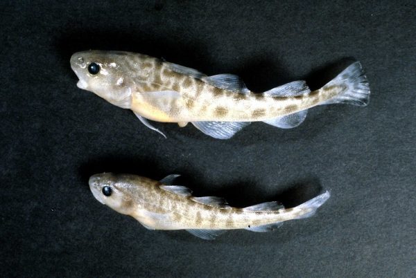 6 animais que estão evoluindo diante de nossos olhos – Fatos Desconhecidos