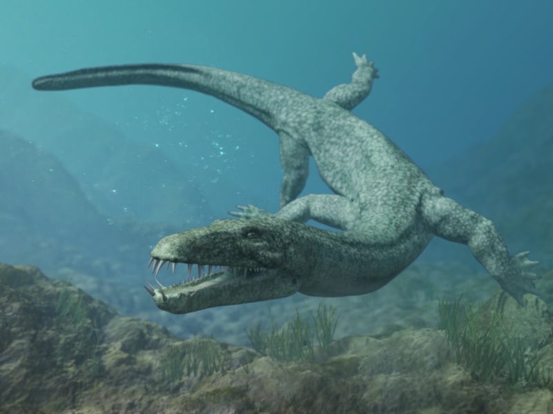 7 monstros aquáticos que vivem no Brasil e você nem imaginava – Fatos ...