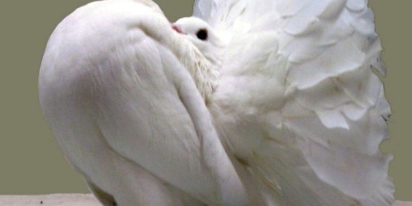 6 monstros terríveis que a ciência criou através da seleção artificial ...