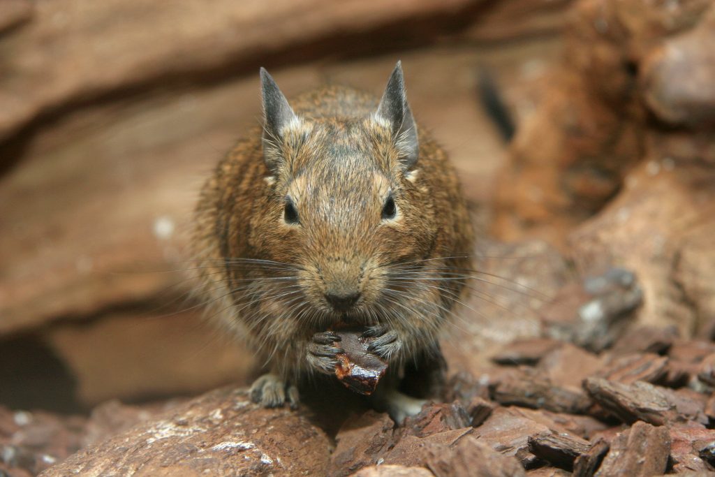 10 animais que usam suas próprias ferramentas 10 animais que usam suas próprias ferramentas