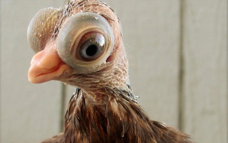 6 monstros que foram criados pelos seres humanos – Fatos Desconhecidos