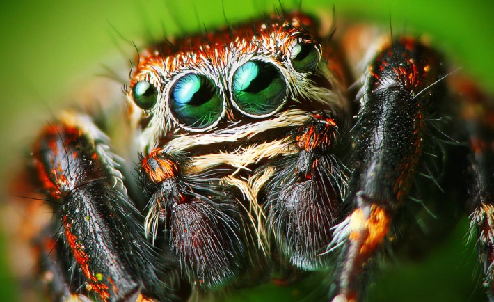 8 fatos perturbadores sobre as aranhas que vão te envolver nas teias ...