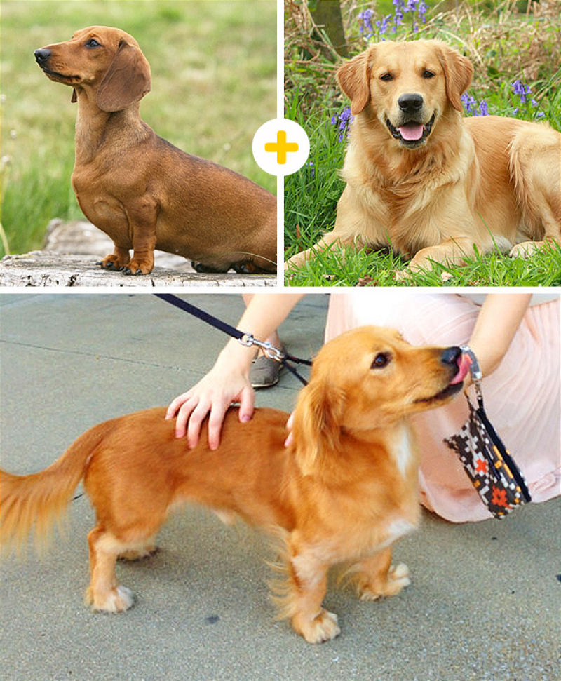 14 cachorros encantadores que foram resultados de cruzamentos ...