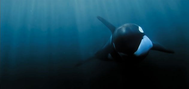 12 imagens que provam que você tem talassofobia – Fatos Desconhecidos