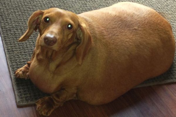 5 animais obesos que você nunca viu antes – Fatos Desconhecidos