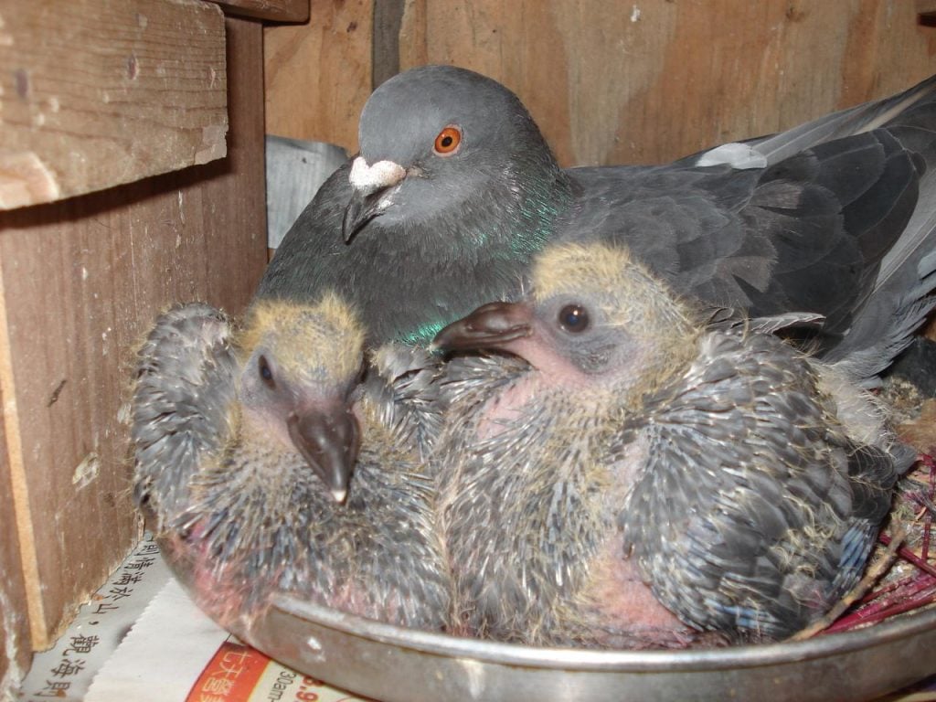Por que você nunca viu um filhote de pombo? – Fatos Desconhecidos