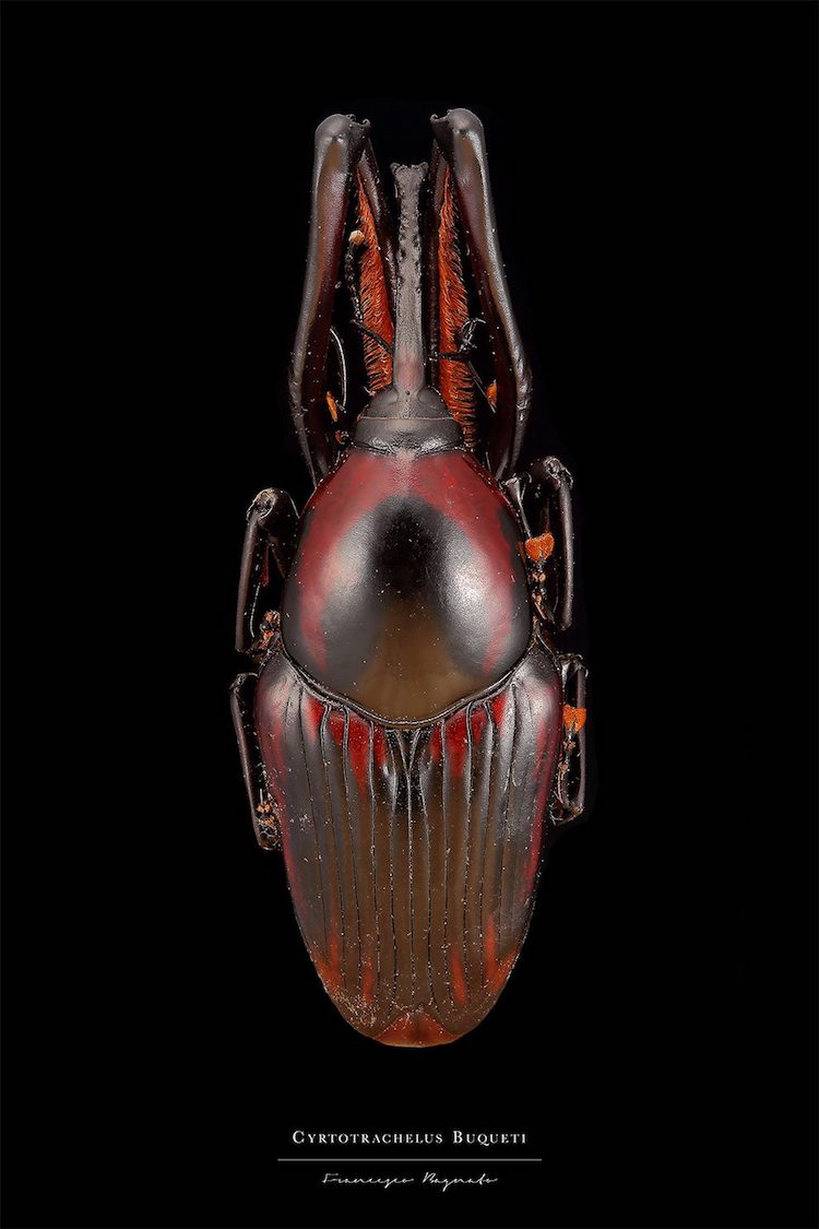 14 imagens de insetos extremamente detalhadas – Fatos Desconhecidos