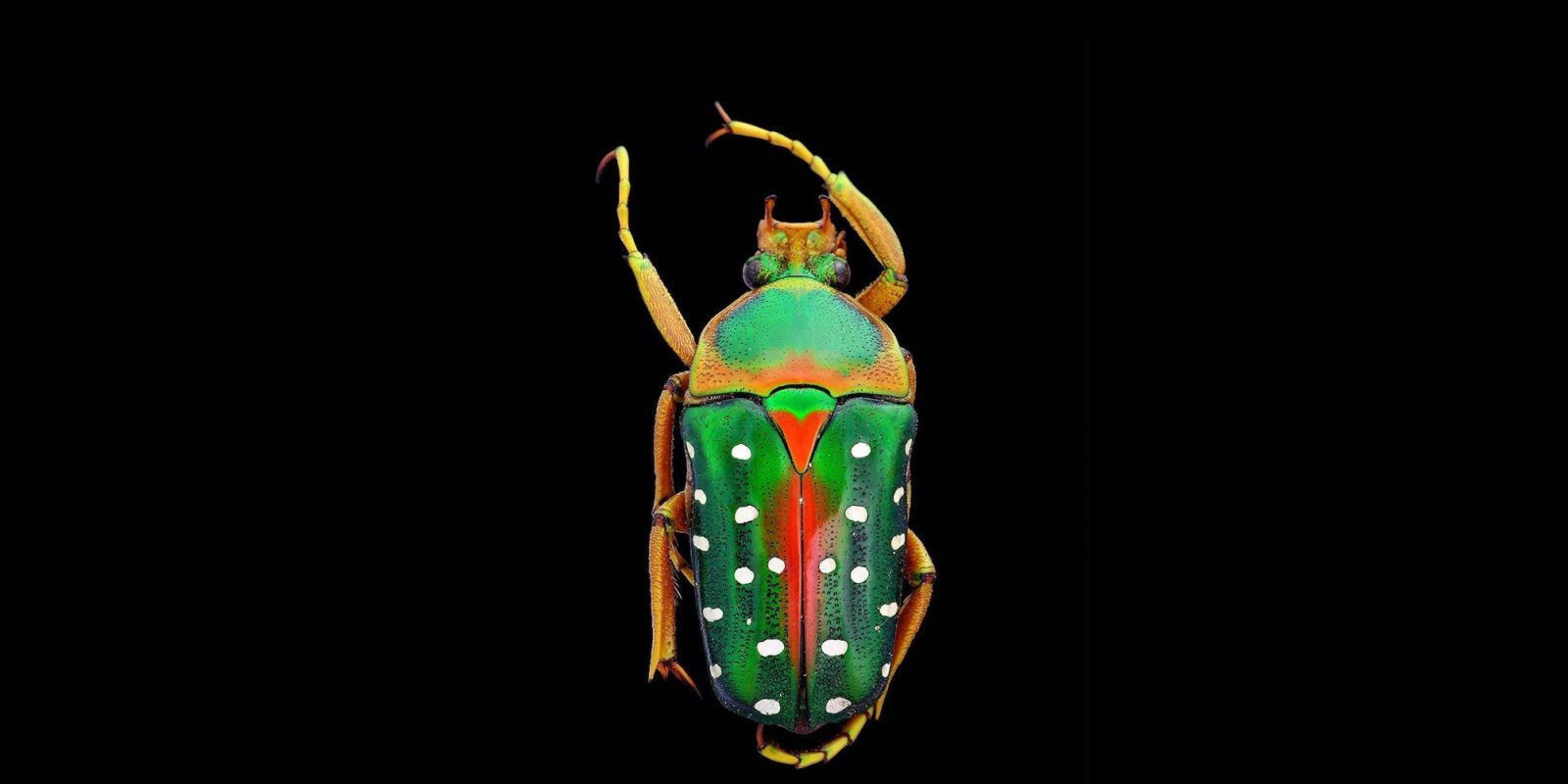 14 imagens de insetos extremamente detalhadas – Fatos Desconhecidos