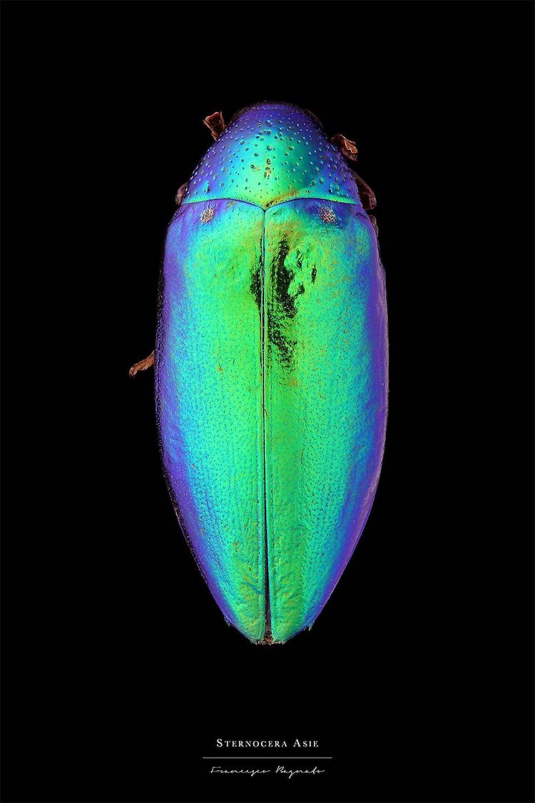 14 imagens de insetos extremamente detalhadas – Fatos Desconhecidos