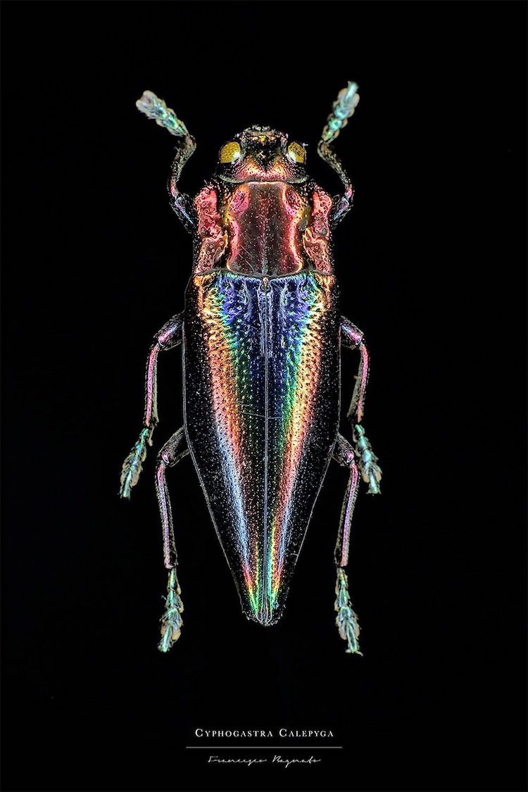 14 imagens de insetos extremamente detalhadas – Fatos Desconhecidos