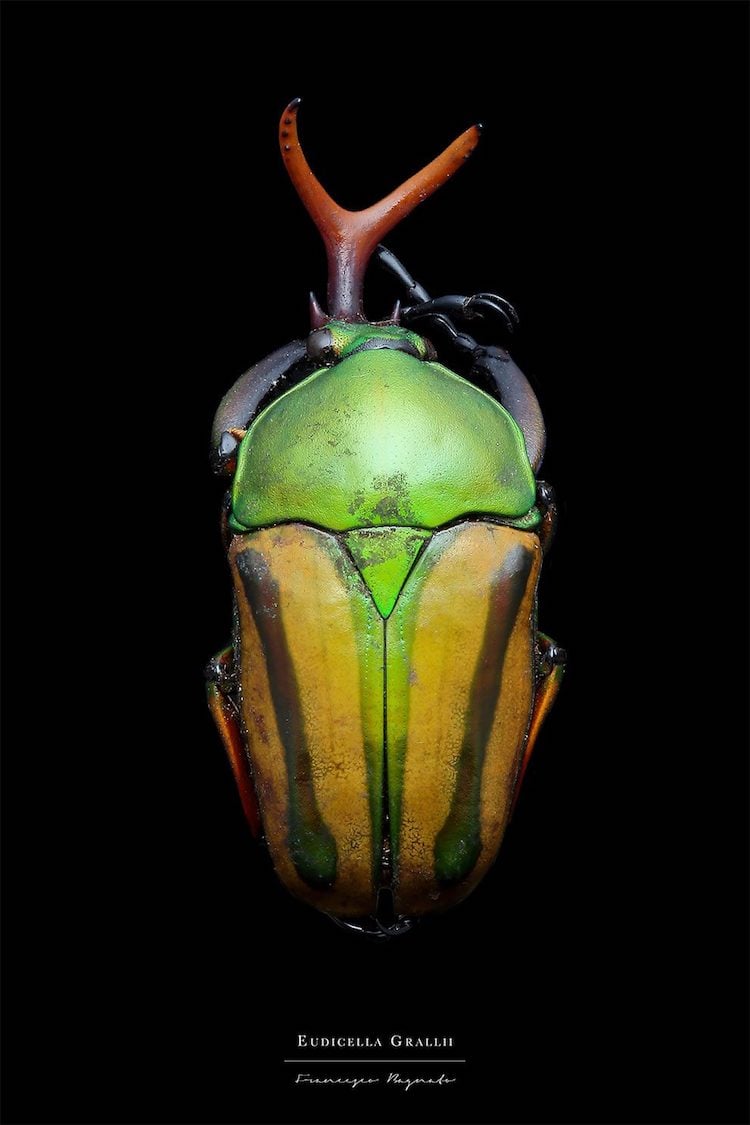 14 imagens de insetos extremamente detalhadas – Fatos Desconhecidos