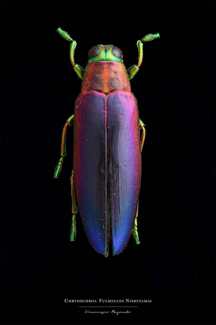 14 imagens de insetos extremamente detalhadas – Fatos Desconhecidos