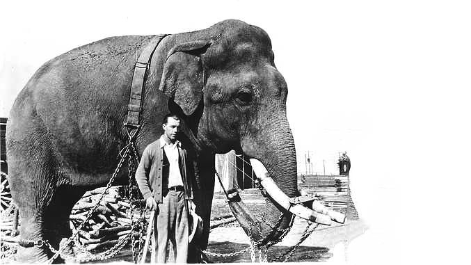 O que acontece se alguém der LSD a um elefante? – Fatos Desconhecidos