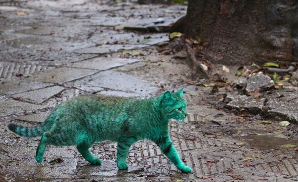 Esse é um gato verde que apesar de lindo tem uma curiosa história por ...