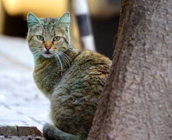 Esse é um gato verde que apesar de lindo tem uma curiosa história por ...