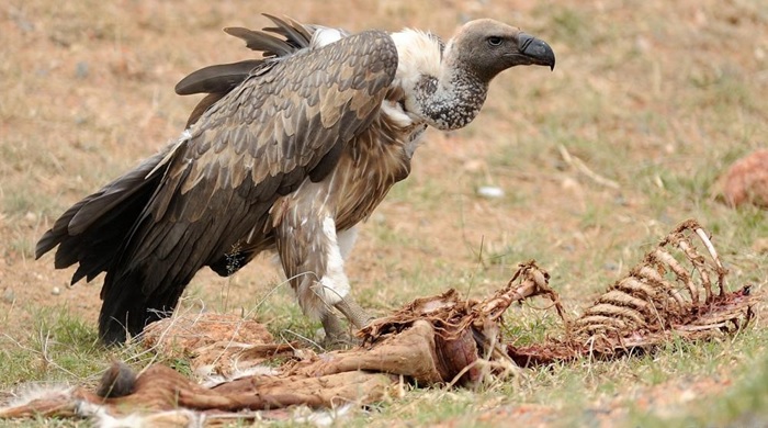 7 costumes insanos dos homens pré históricos – Fatos Desconhecidos