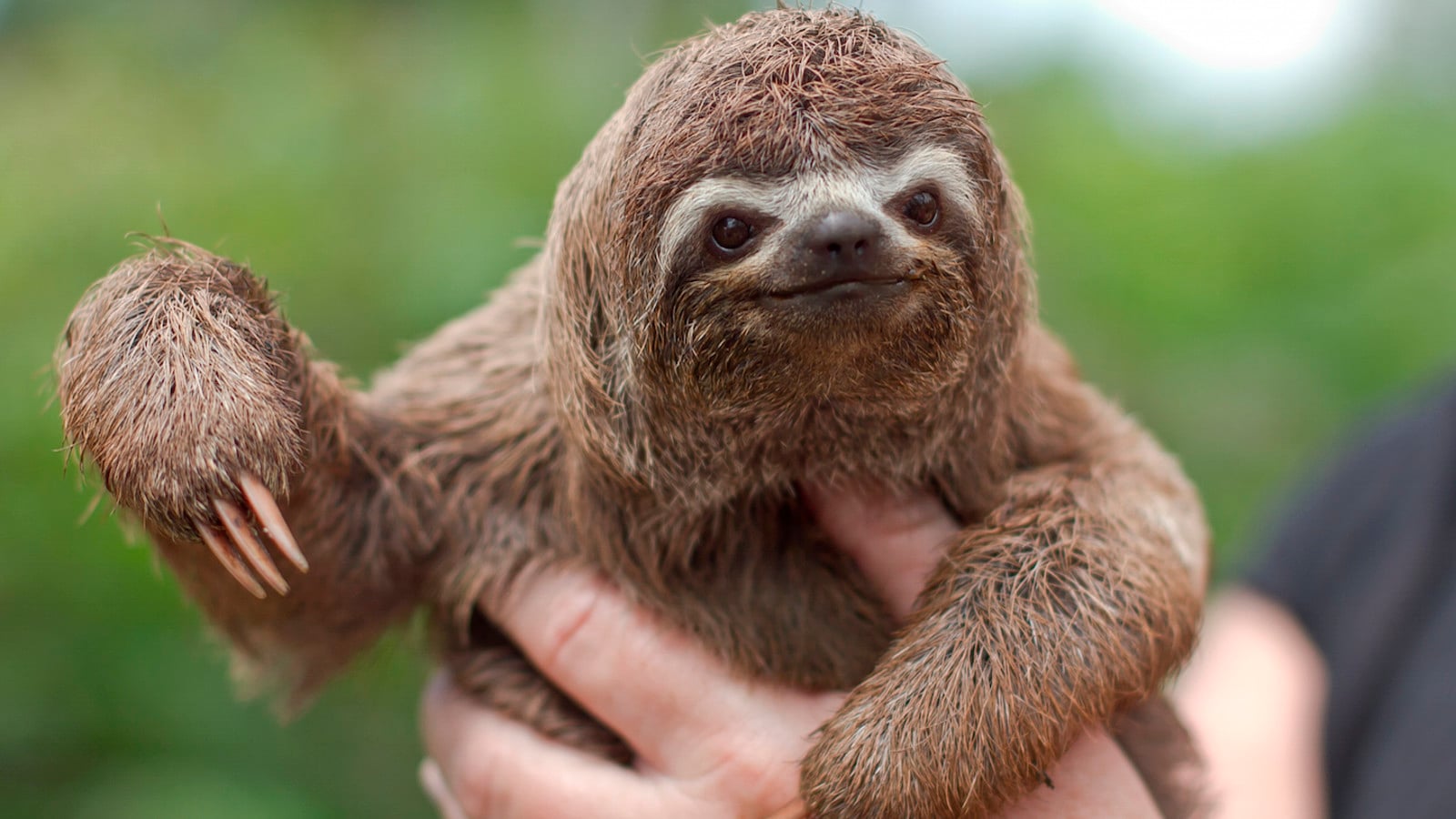 7 animais que possuem características humanas – Fatos Desconhecidos