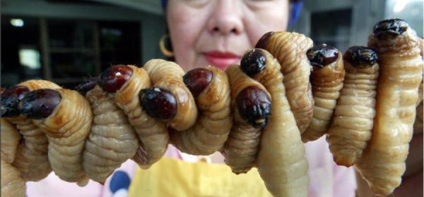 Curiosidades:5 comidas estranhas ao redor do mundo