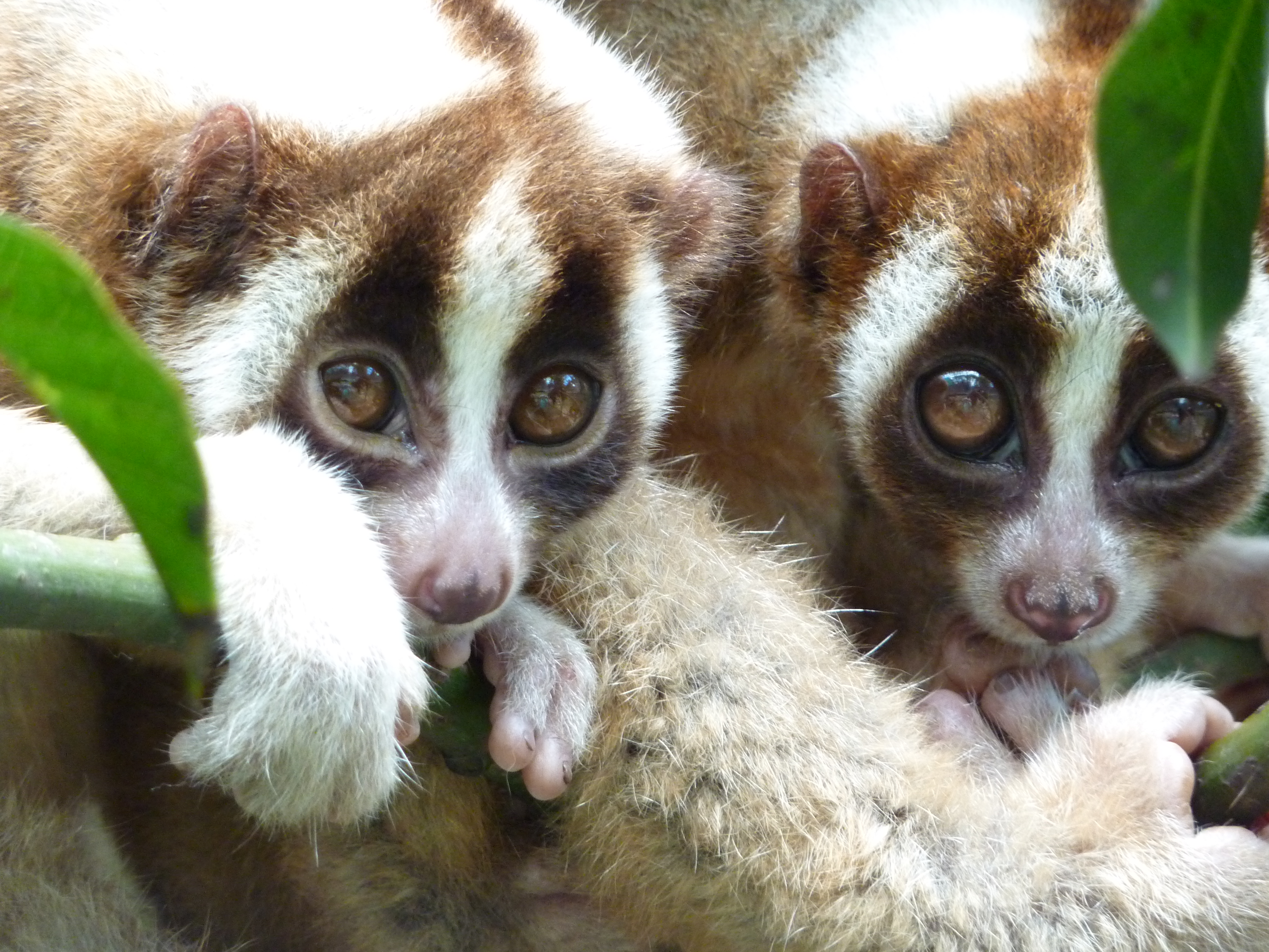 7 animais que você não sabia que eram venenosos – Fatos Desconhecidos