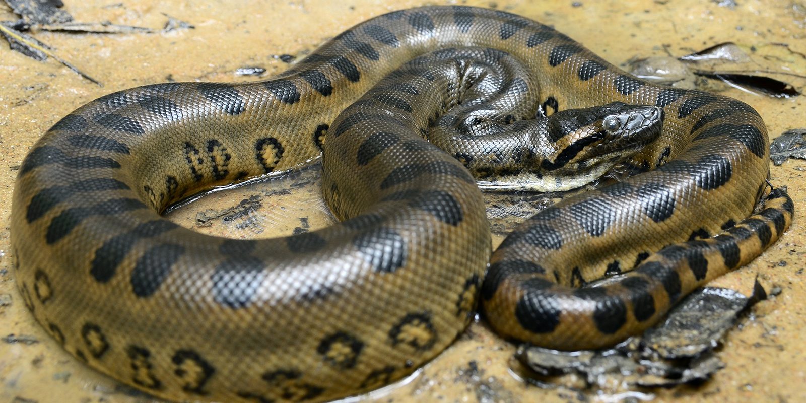 7 monstros mais terríveis do Rio Amazonas – Fatos Desconhecidos