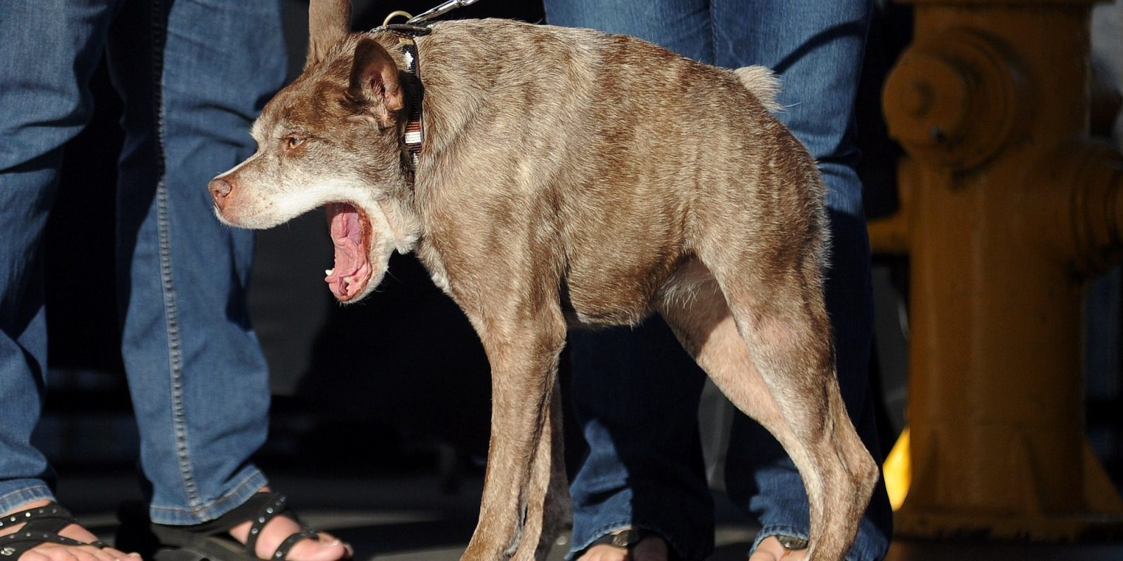 7 cachorros mais feios do mundo – Fatos Desconhecidos
