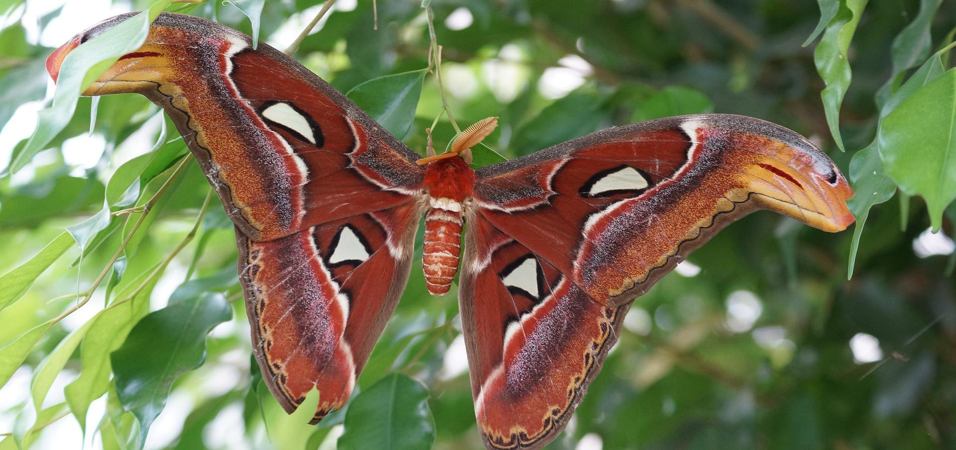 7 insetos raros que parecem extraterrestres – Fatos Desconhecidos