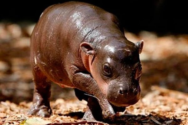 9 animais insanos que te farão amar mais a natureza – Fatos Desconhecidos