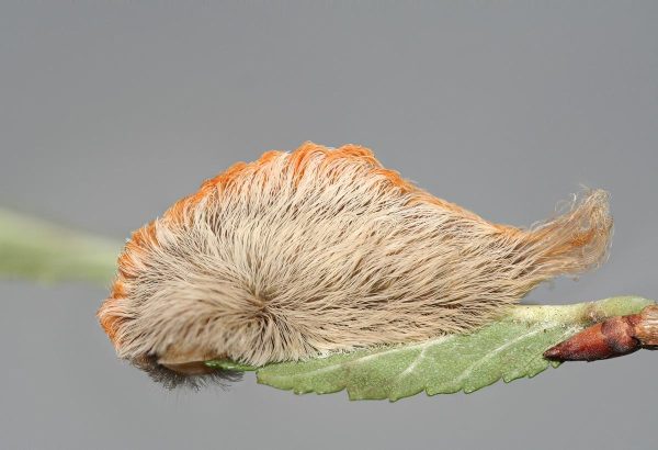 7 insetos raros que parecem extraterrestres – Fatos Desconhecidos