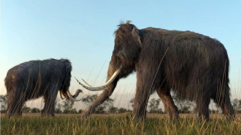 Os mamutes estão retornando da extinção, afirma a ciência – Fatos ...