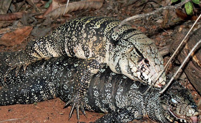 7 casos bizarros de necrofilia no mundo animal – Fatos Desconhecidos