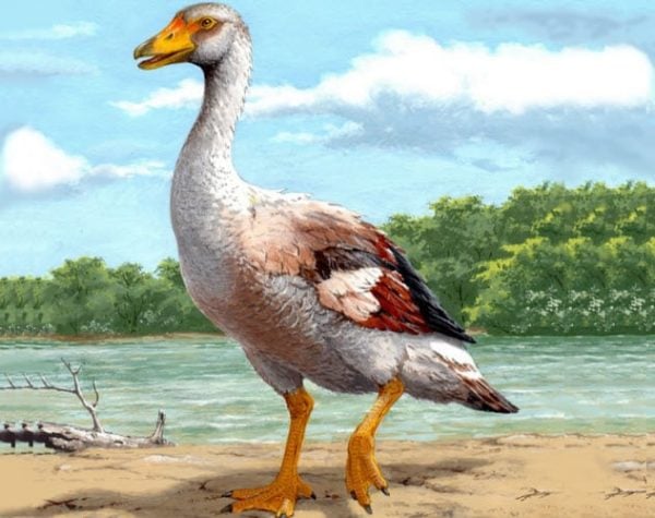 7 animais extintos e estranhos que você provavelmente nunca ouviu falar ...