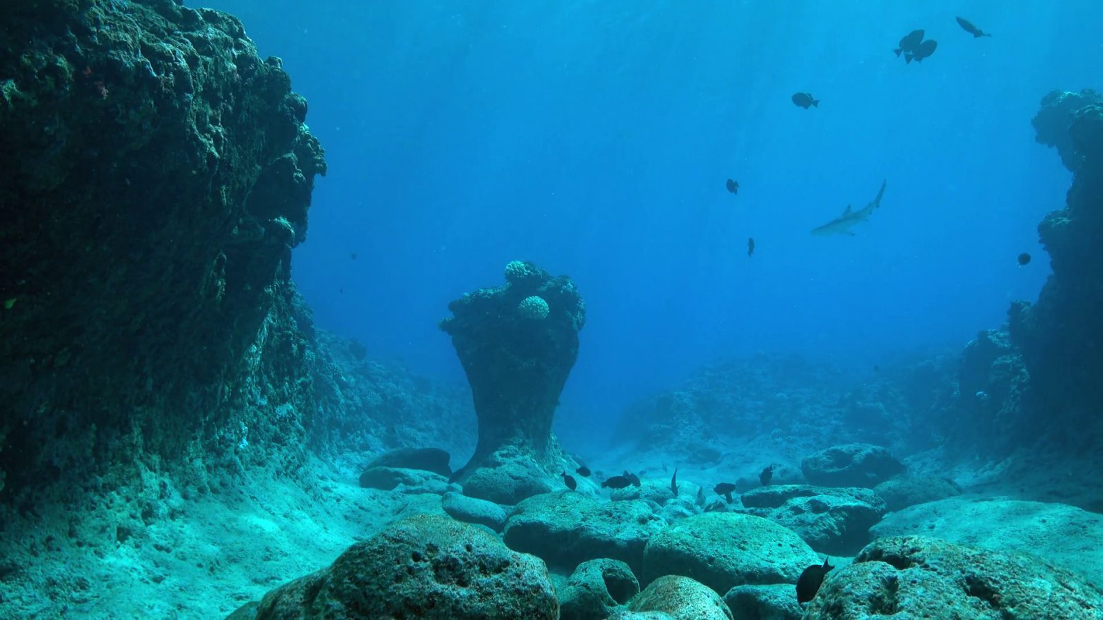 7 fatos que vão te fazer ter medo do mar para sempre – Fatos Desconhecidos