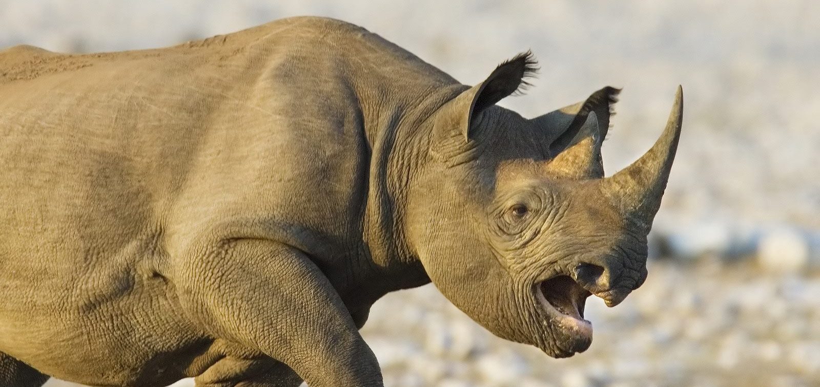 7 ataques animais mais trágicos da história – Fatos Desconhecidos