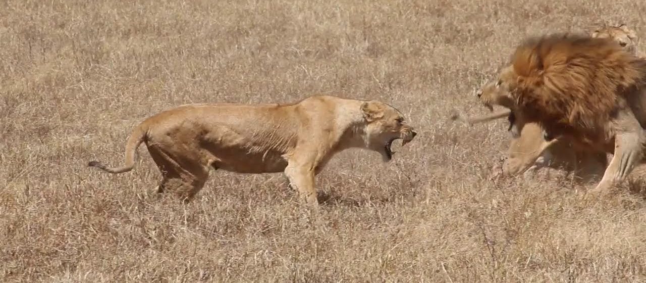 Momento chocante mostra leão sendo atacado por 9 leoas – Fatos ...