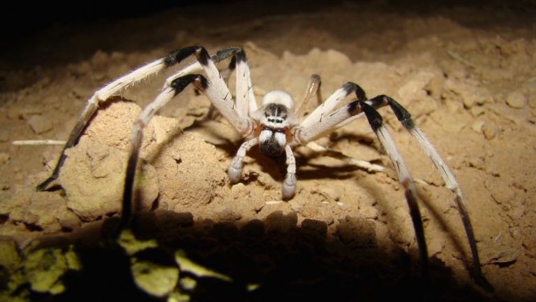 7 maiores aranhas que existem no mundo – Fatos Desconhecidos